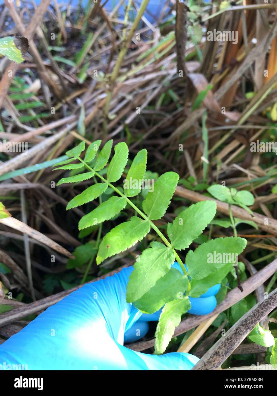 fool's watercress (Apium nodiflorum) Plantae Stock Photo - Alamy