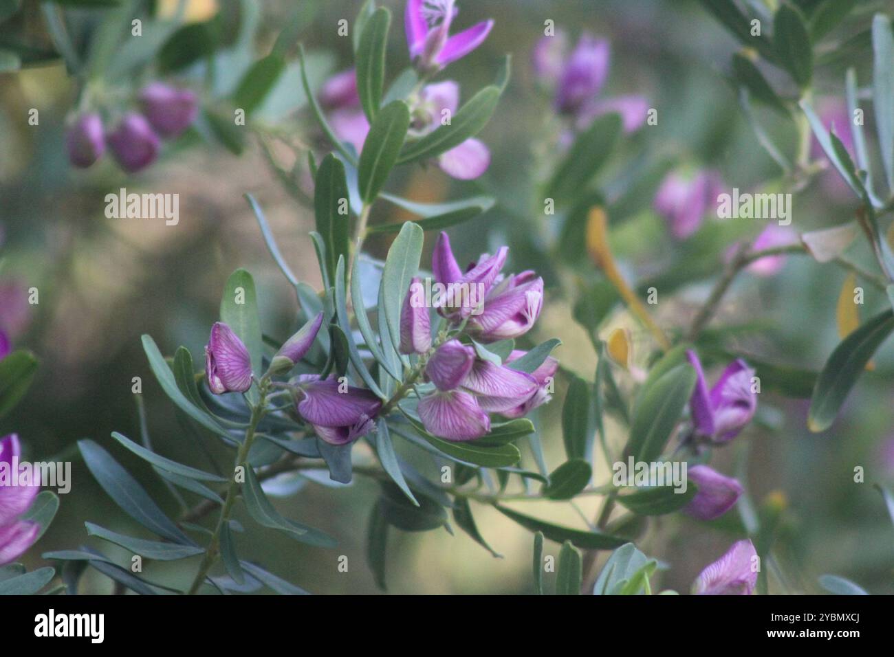Septemberbush (Polygala myrtifolia myrtifolia) Plantae Stock Photo - Alamy