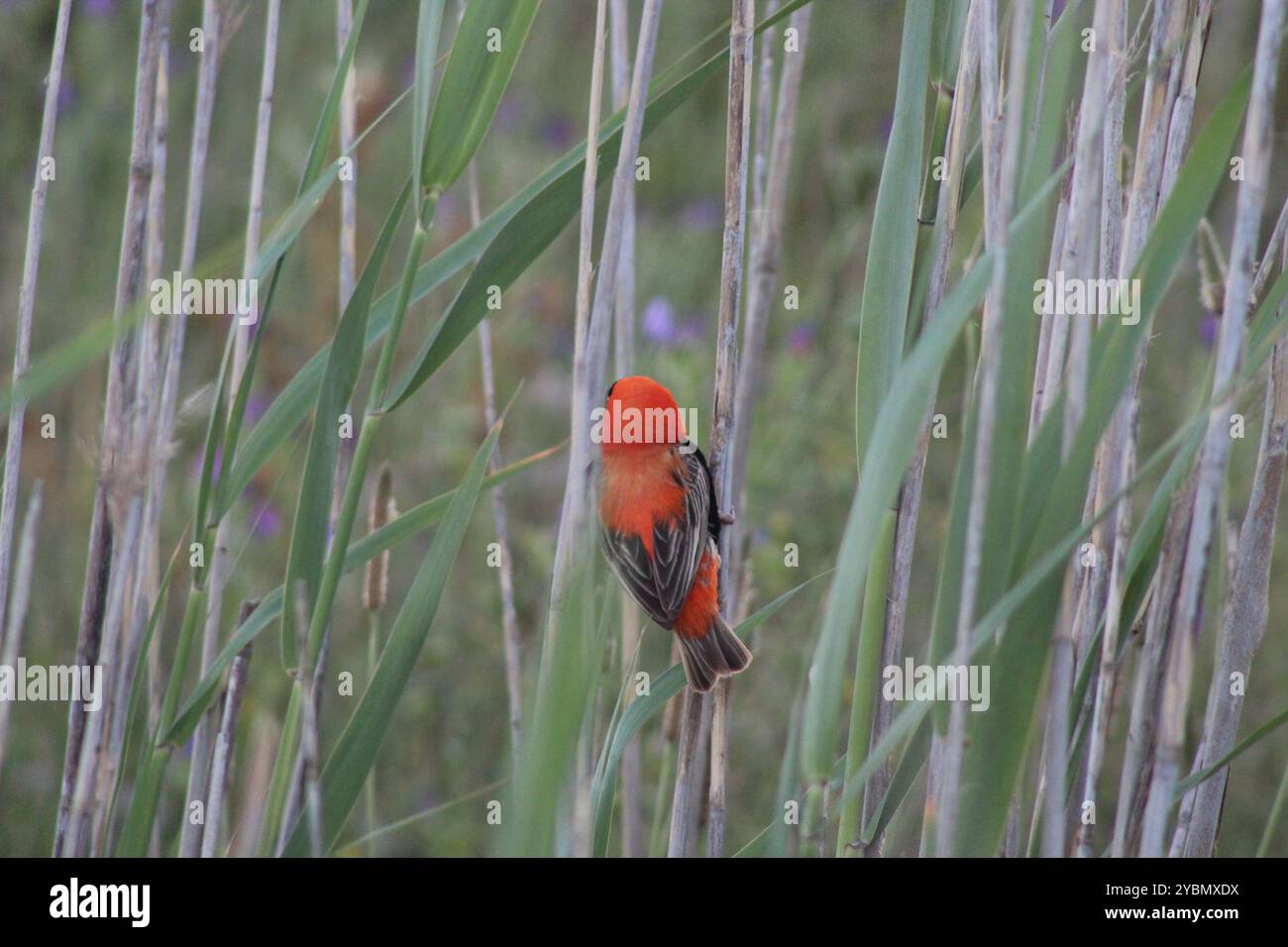 Southern Red Bishop (Euplectes orix) Aves Stock Photo - Alamy