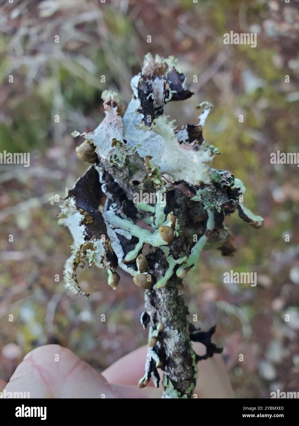 Powder-headed Tube Lichen (Hypogymnia tubulosa) Fungi Stock Photo - Alamy