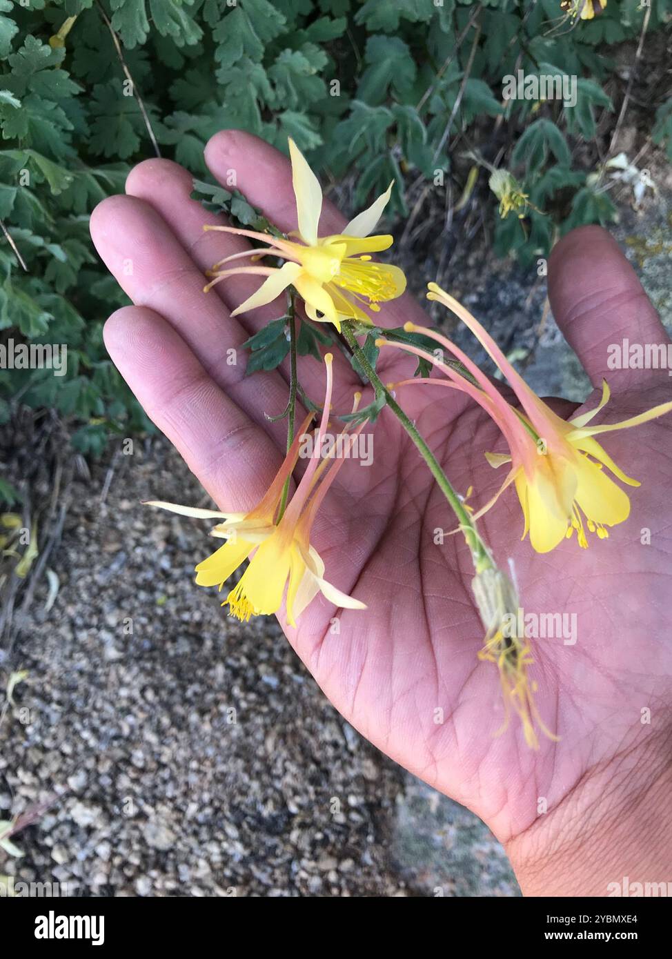 Sierra Columbine (Aquilegia pubescens) Plantae Stock Photo - Alamy
