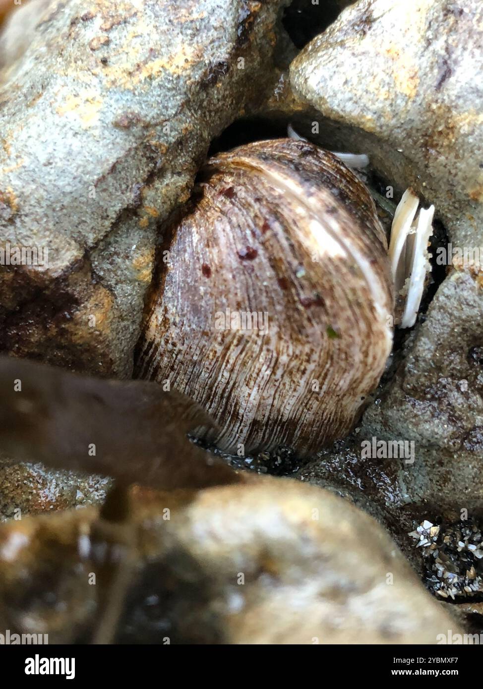 Boring Softshell Clam (Platyodon cancellatus) Mollusca Stock Photo - Alamy