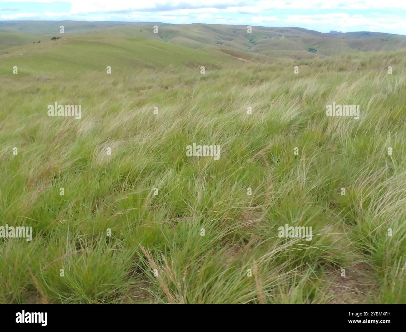 Common Russet Grass (Loudetia simplex) Plantae Stock Photo - Alamy