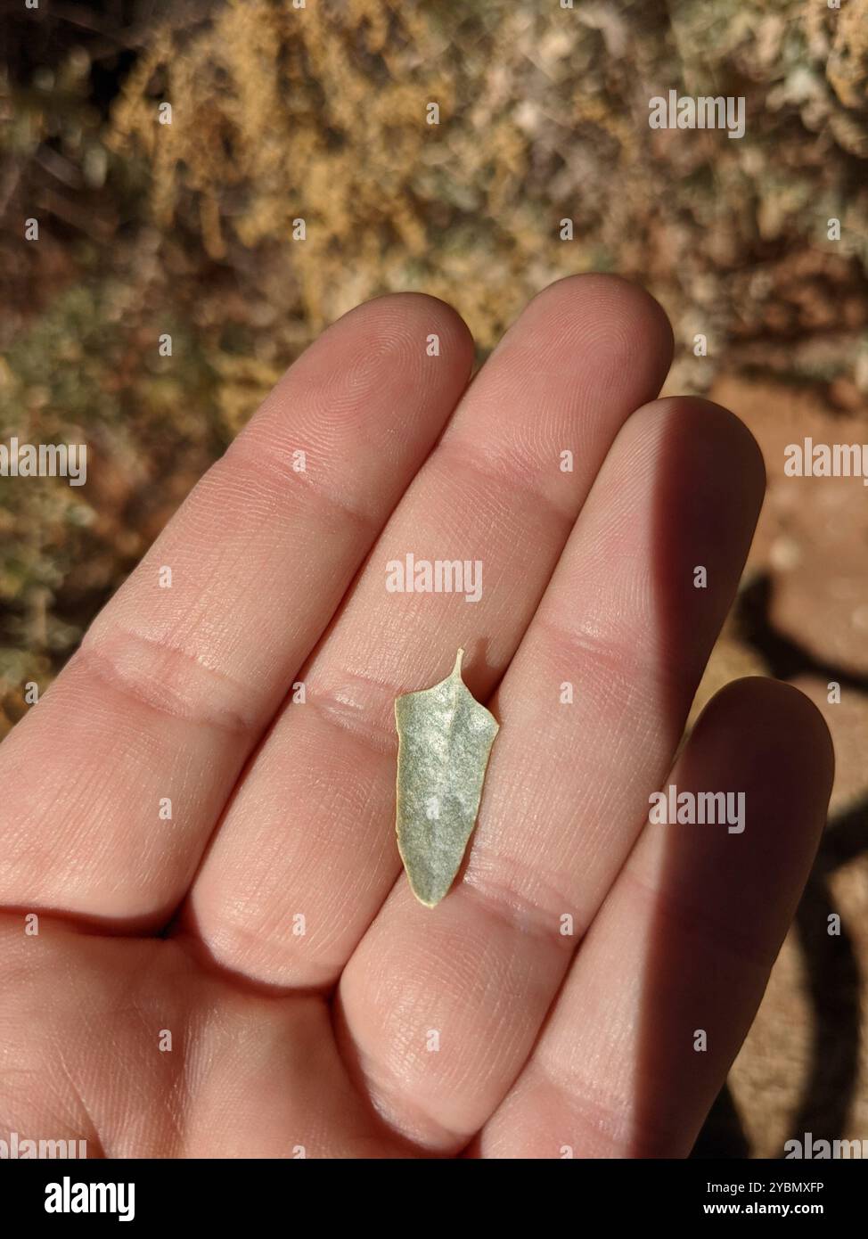 big saltbush (Atriplex lentiformis) Plantae Stock Photo - Alamy