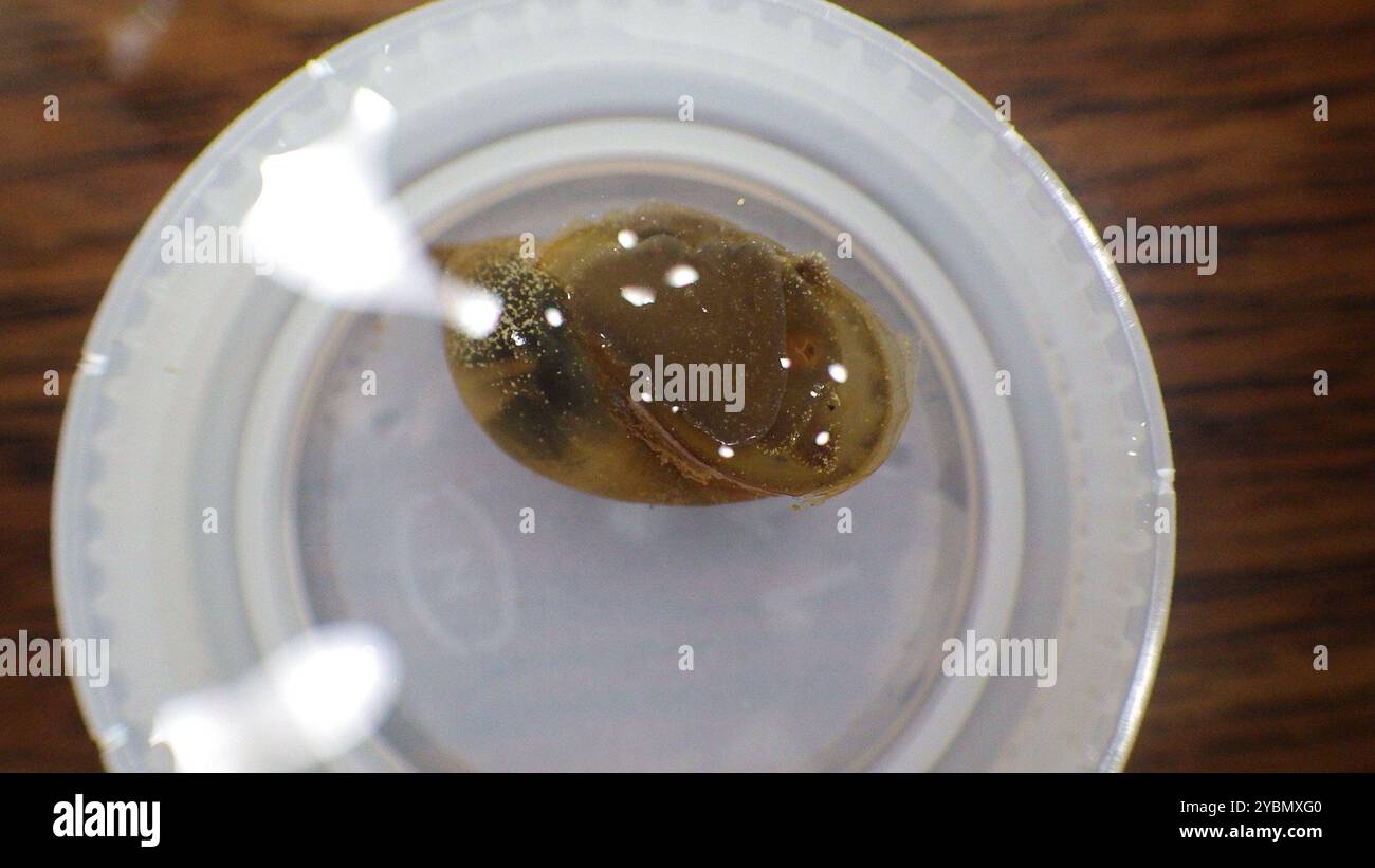 Pond Snails, Bladder Snails, and Allies (Lymnaeoidea) Mollusca Stock ...