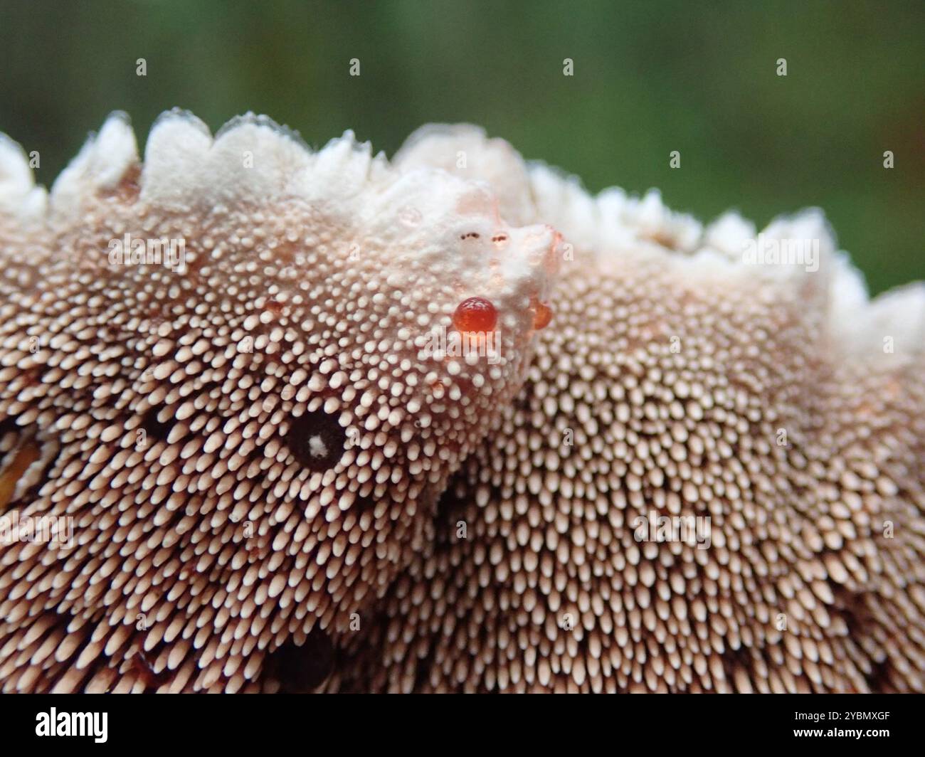 Red-juice Tooth (Hydnellum peckii) Fungi Stock Photo - Alamy