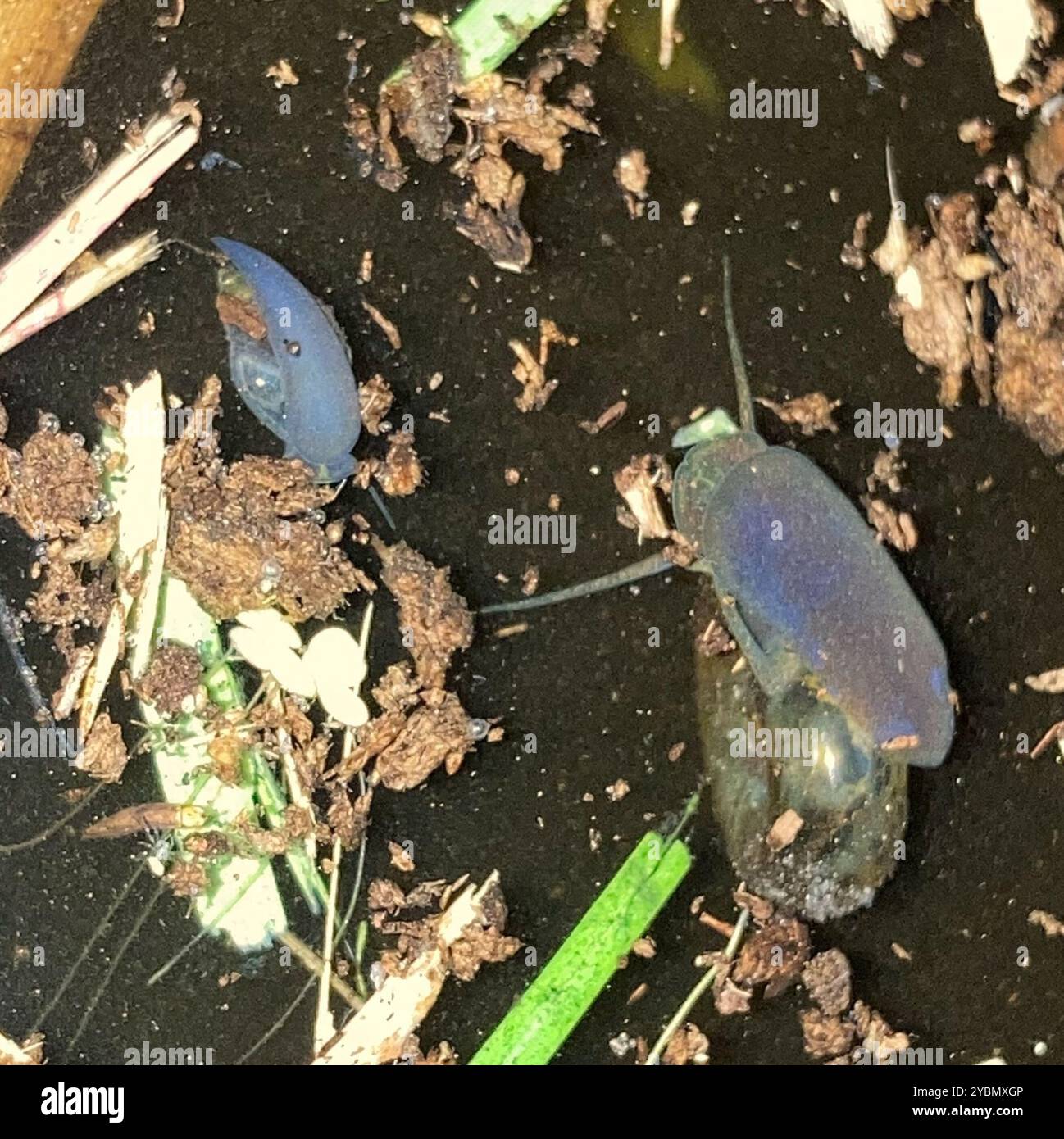 Bladder Snails (Physidae) Mollusca Stock Photo - Alamy