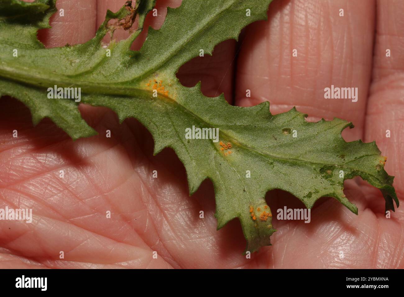 Groundsel crown rust (Puccinia lagenophorae) Fungi Stock Photo - Alamy
