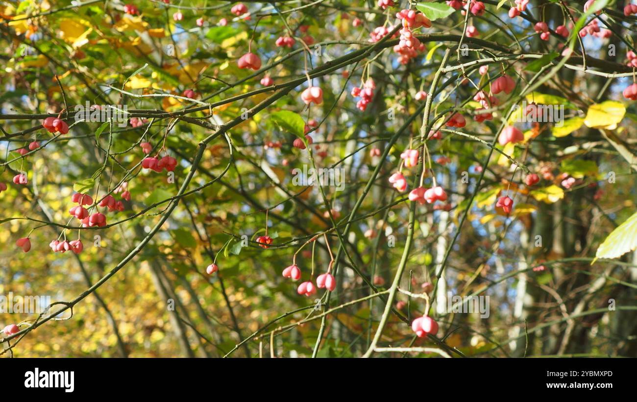 Spindle (Euonymus europaeus) Plantae Stock Photo - Alamy