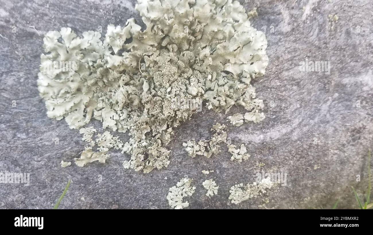 typical shield lichens (Parmelioideae) Fungi Stock Photo - Alamy