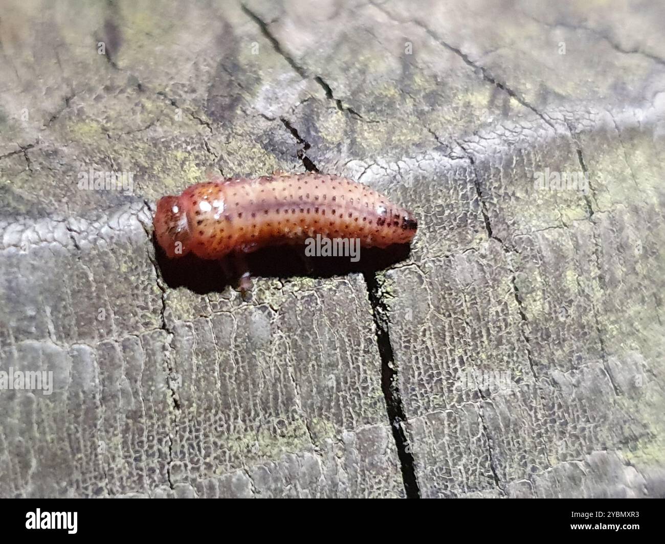 Eucalyptus Tortoise Beetle (Paropsis charybdis) Insecta Stock Photo - Alamy