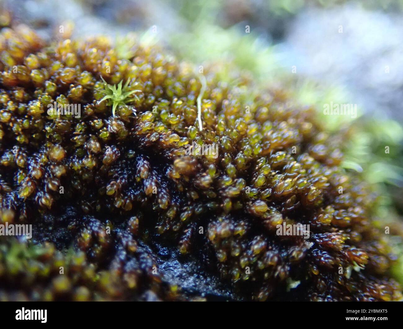 Black Rock Moss (Andreaea rupestris) Plantae Stock Photo - Alamy