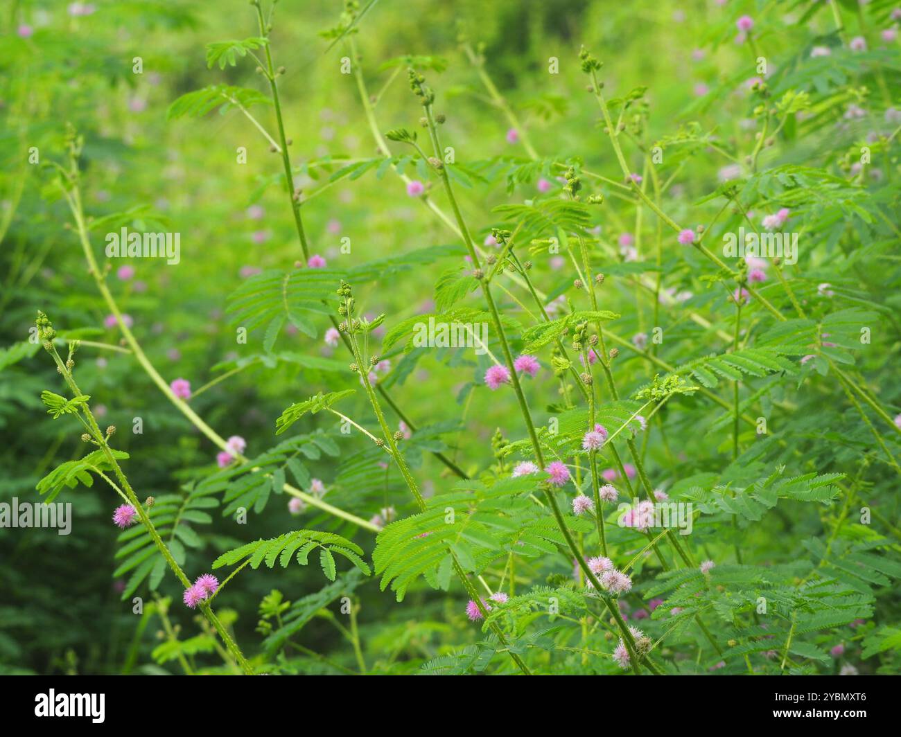 Giant false sensitive plant hi-res stock photography and images - Alamy