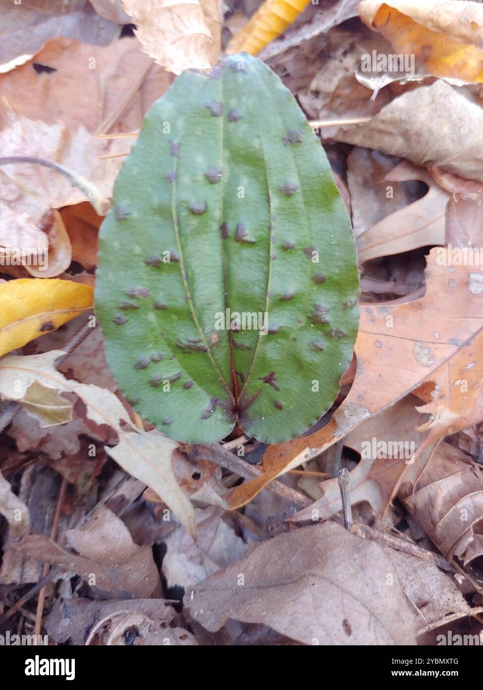 crane-fly orchid (Tipularia discolor) Plantae Stock Photo - Alamy