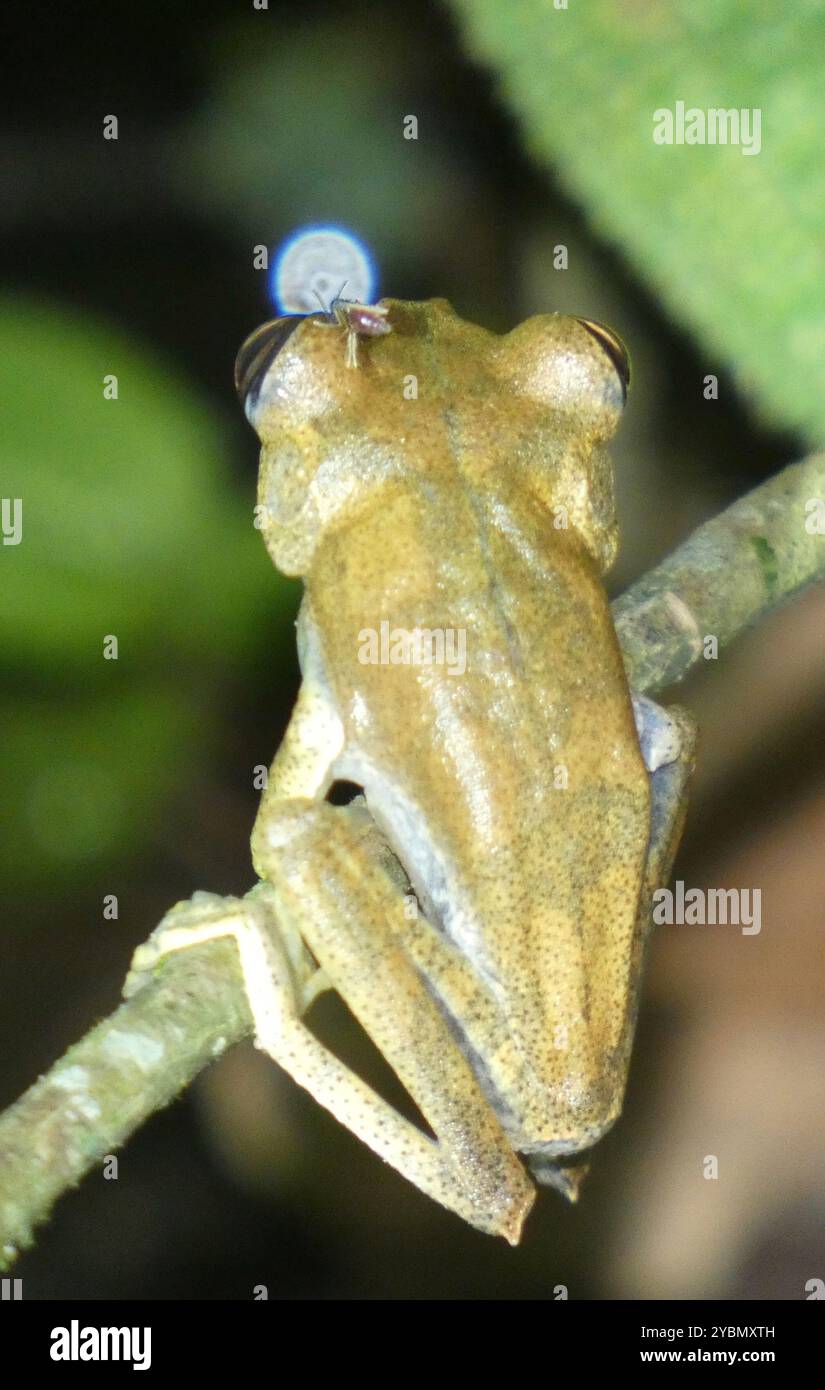 Semi-lined Tree Frog (Boana semilineata) Amphibia Stock Photo - Alamy