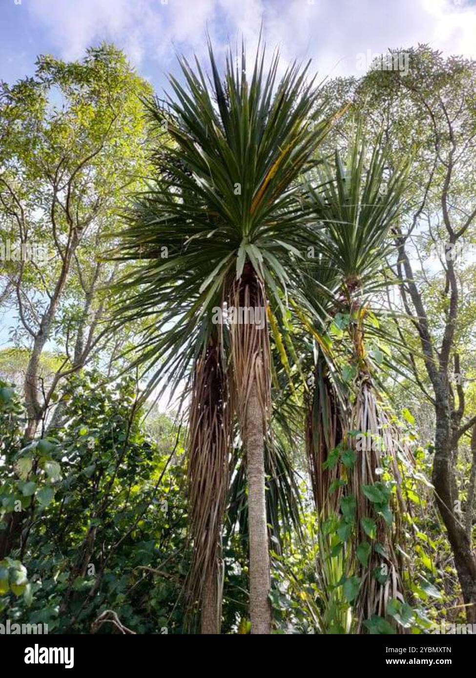 New Zealand cabbage tree (Cordyline australis) Plantae Stock Photo - Alamy