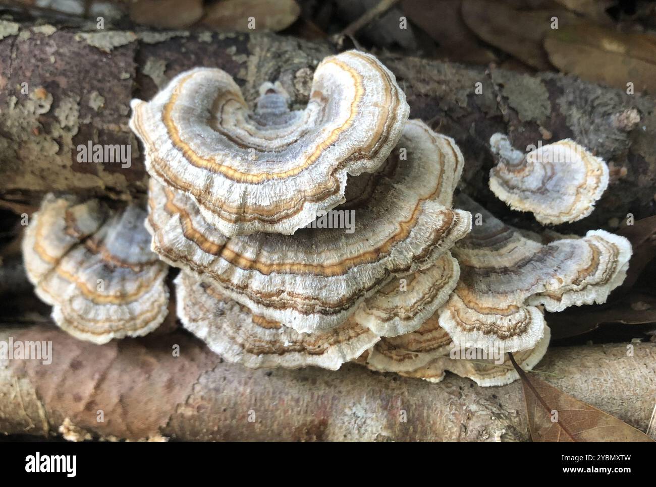 turkey-tail (Trametes versicolor) Fungi Stock Photo - Alamy