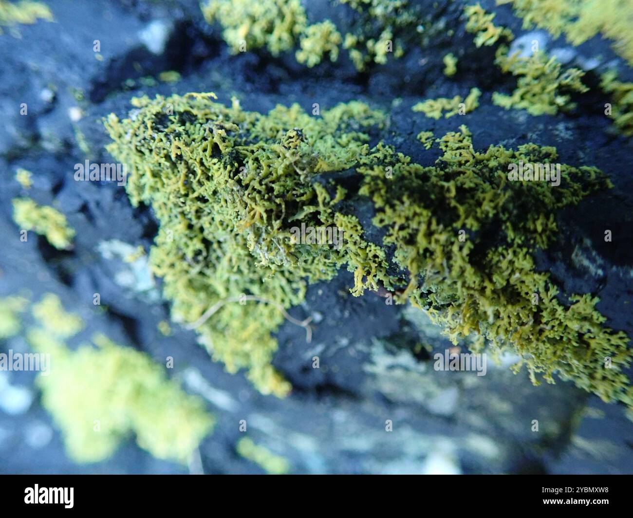 Shrubby Sunburst Lichen (Polycauliona candelaria) Fungi Stock Photo - Alamy