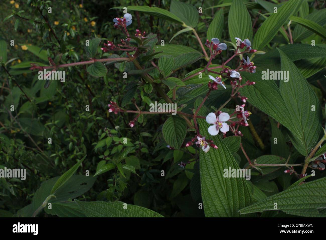 Heterocentron hi-res stock photography and images - Alamy