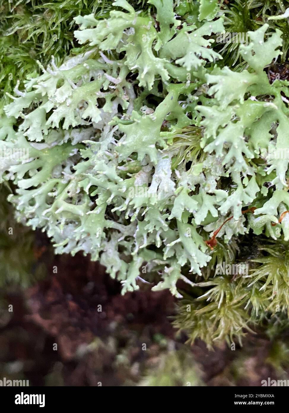 Ceratophylla hi-res stock photography and images - Alamy