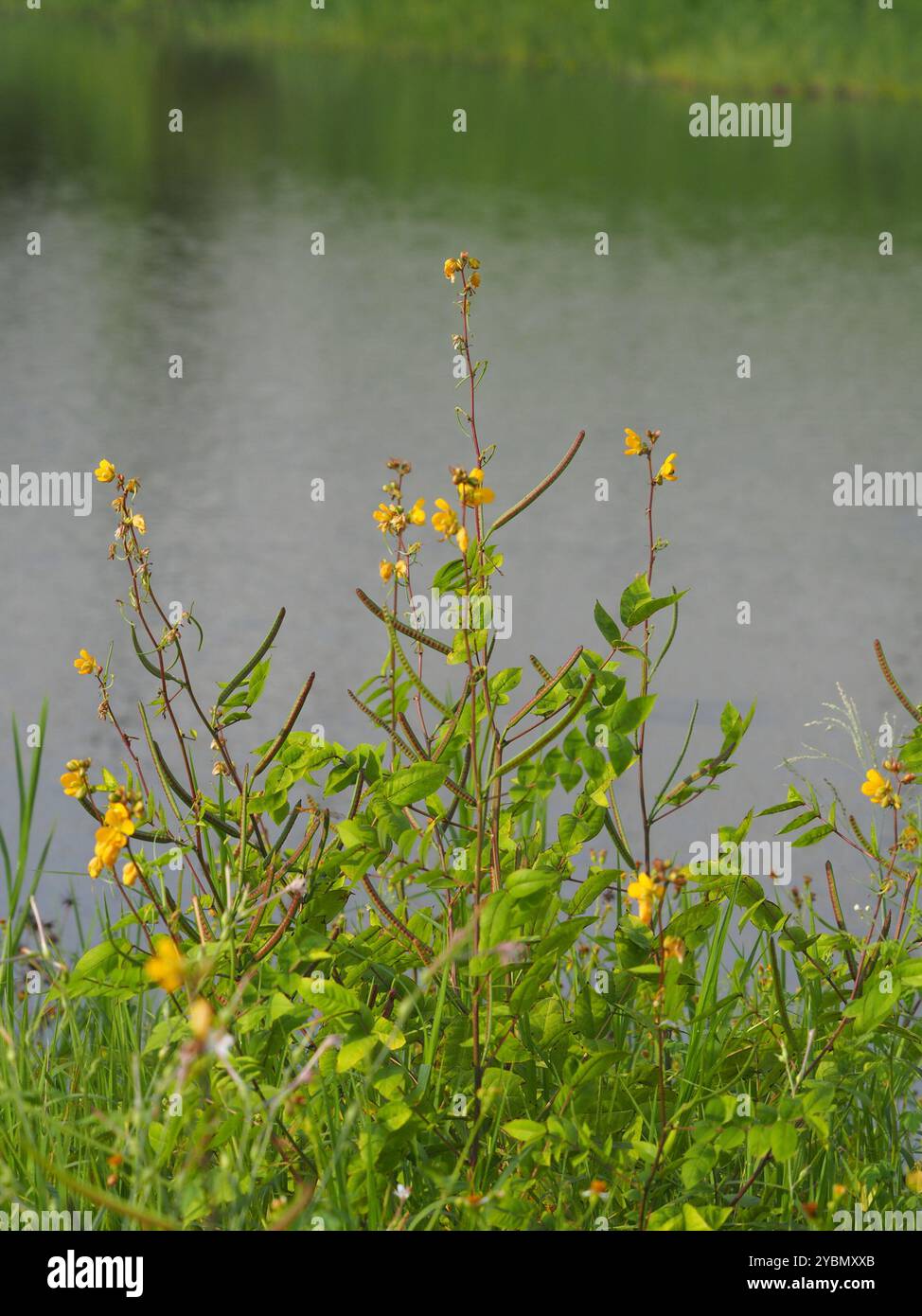 Coffee Senna (Senna occidentalis) Plantae Stock Photo - Alamy