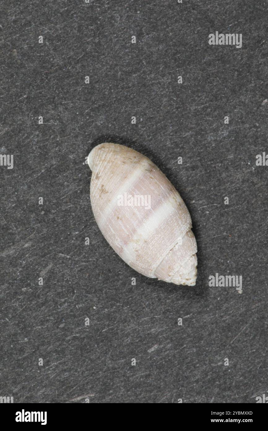 Beerbarrel Shell (Acteon tornatilis) Mollusca Stock Photo - Alamy