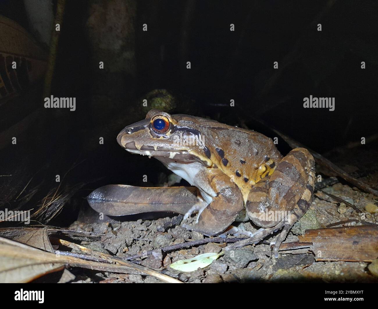 Savage's Thin-toed Frog (Leptodactylus savagei) Amphibia Stock Photo ...