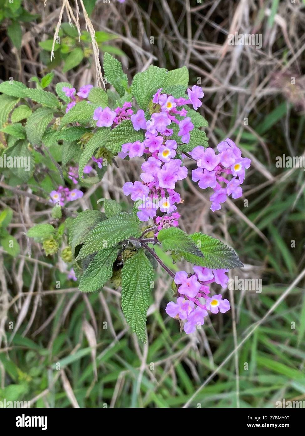 creeping lantana (Lantana montevidensis) Plantae Stock Photo - Alamy