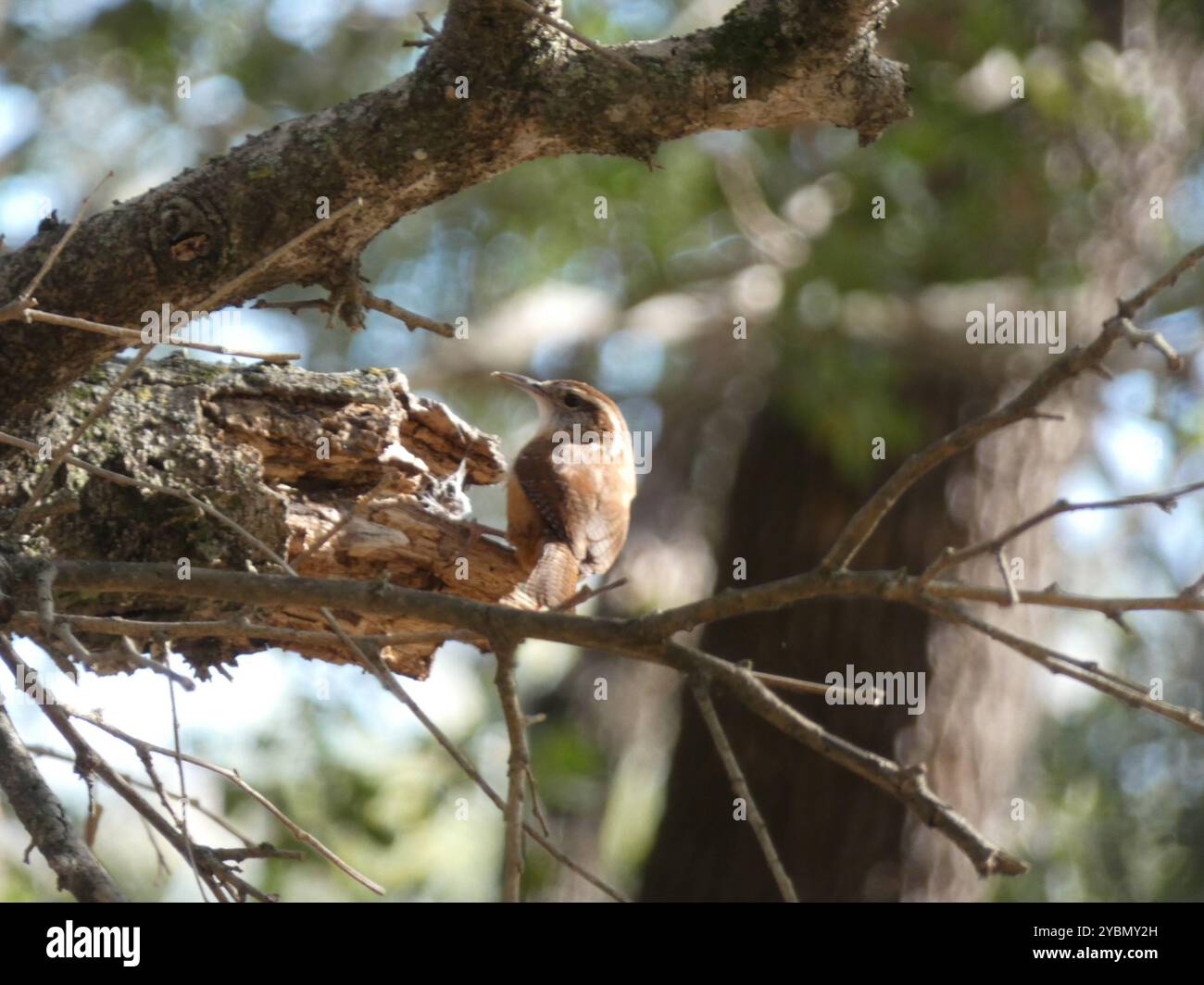 Carolina Wren (Thryothorus ludovicianus) Aves Stock Photo - Alamy