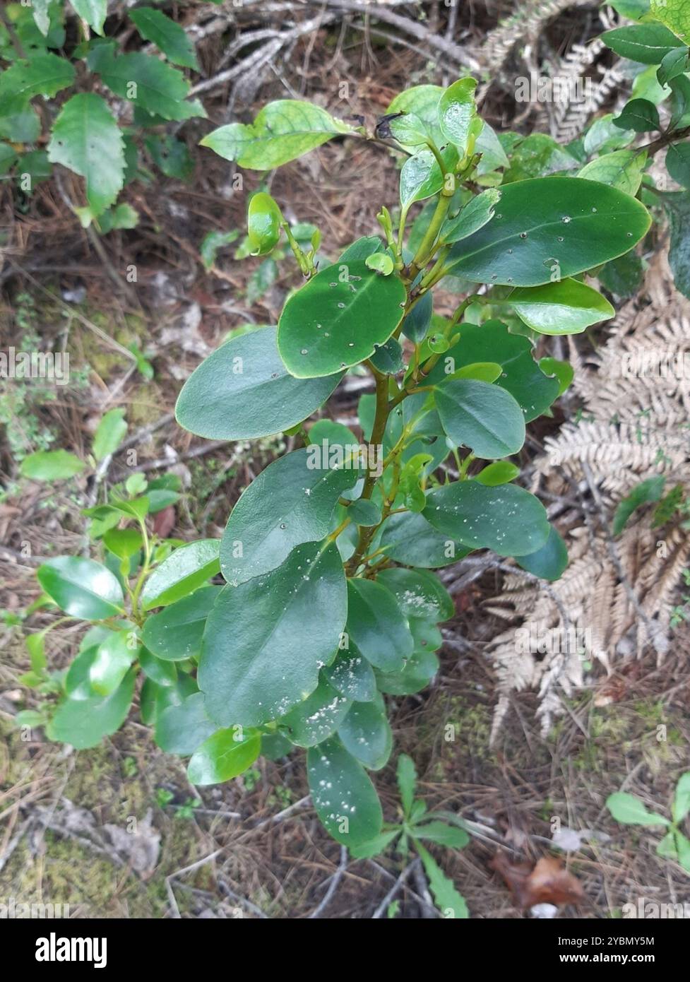 New Zealand Broadleaf (Griselinia littoralis) Plantae Stock Photo - Alamy