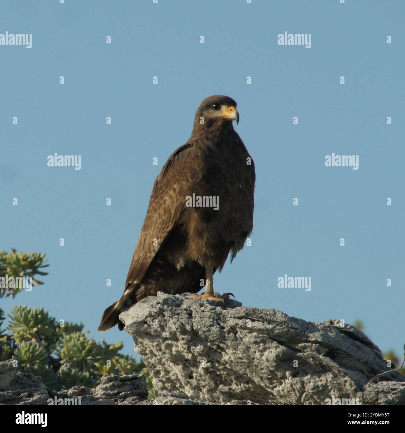 Cuban Black Hawk (Buteogallus gundlachii) Aves Stock Photo - Alamy