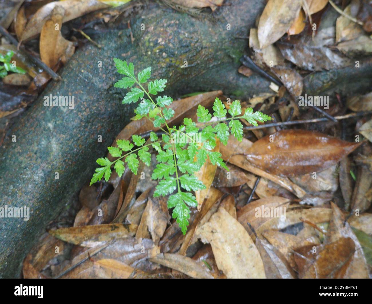 Taiwanese Rain Tree (Koelreuteria elegans) Plantae Stock Photo - Alamy