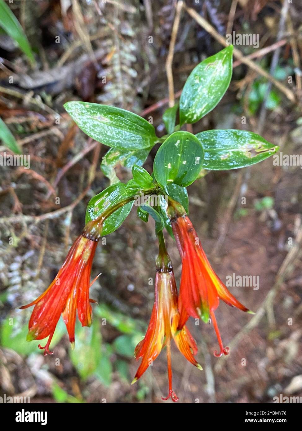 vascular plants (Tracheophyta) Plantae Stock Photo - Alamy