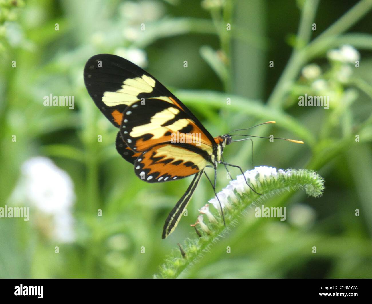 Polymnia Tigerwing (Mechanitis polymnia) Insecta Stock Photo - Alamy