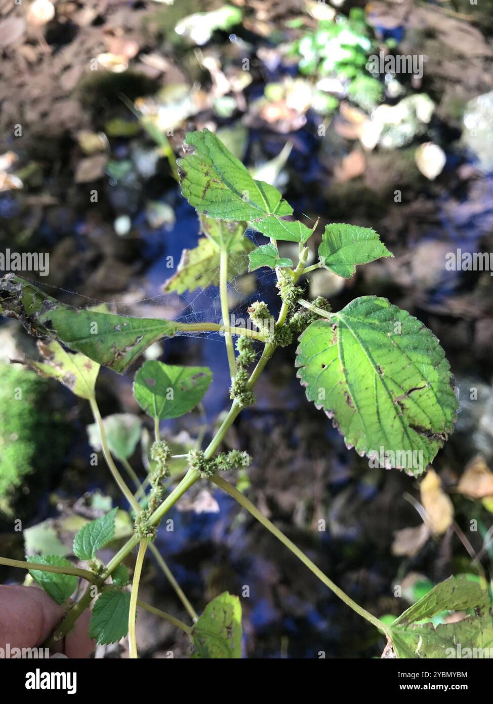 false nettle (Boehmeria cylindrica) Plantae Stock Photo - Alamy