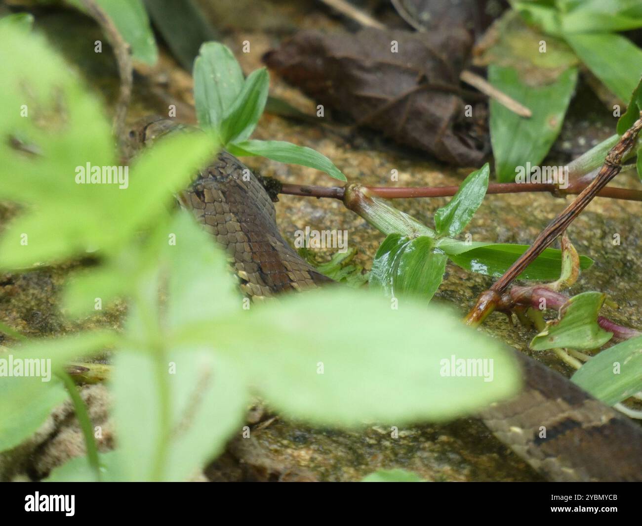 Neuwied's False Fer-de-lance (Xenodon neuwiedii) Reptilia Stock Photo ...