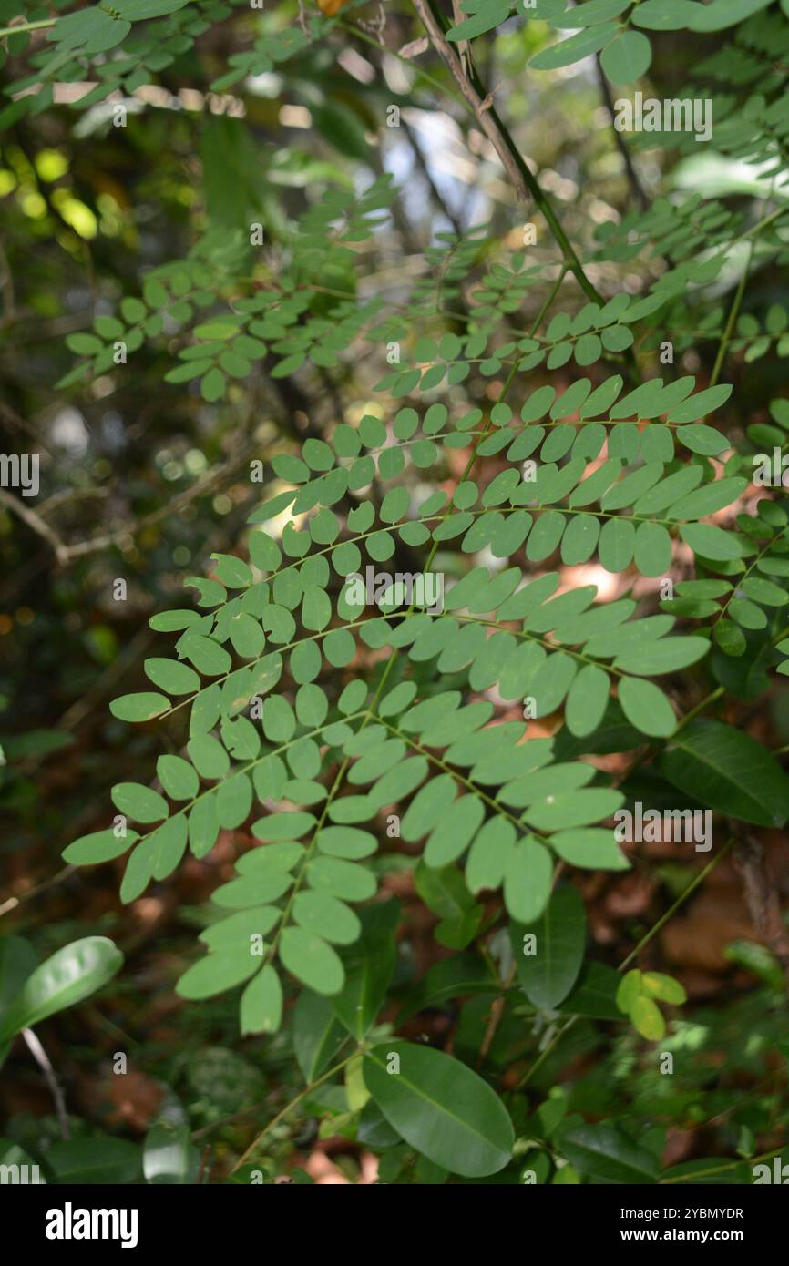 rosary pea (Abrus precatorius) Plantae Stock Photo - Alamy