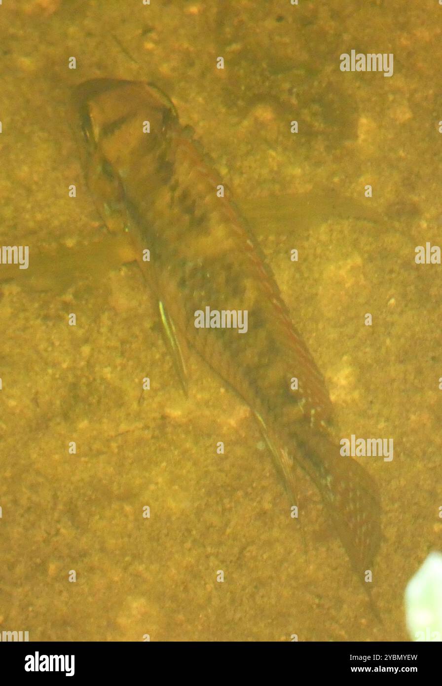 Pearl Cichlid (Geophagus brasiliensis) Actinopterygii Stock Photo - Alamy