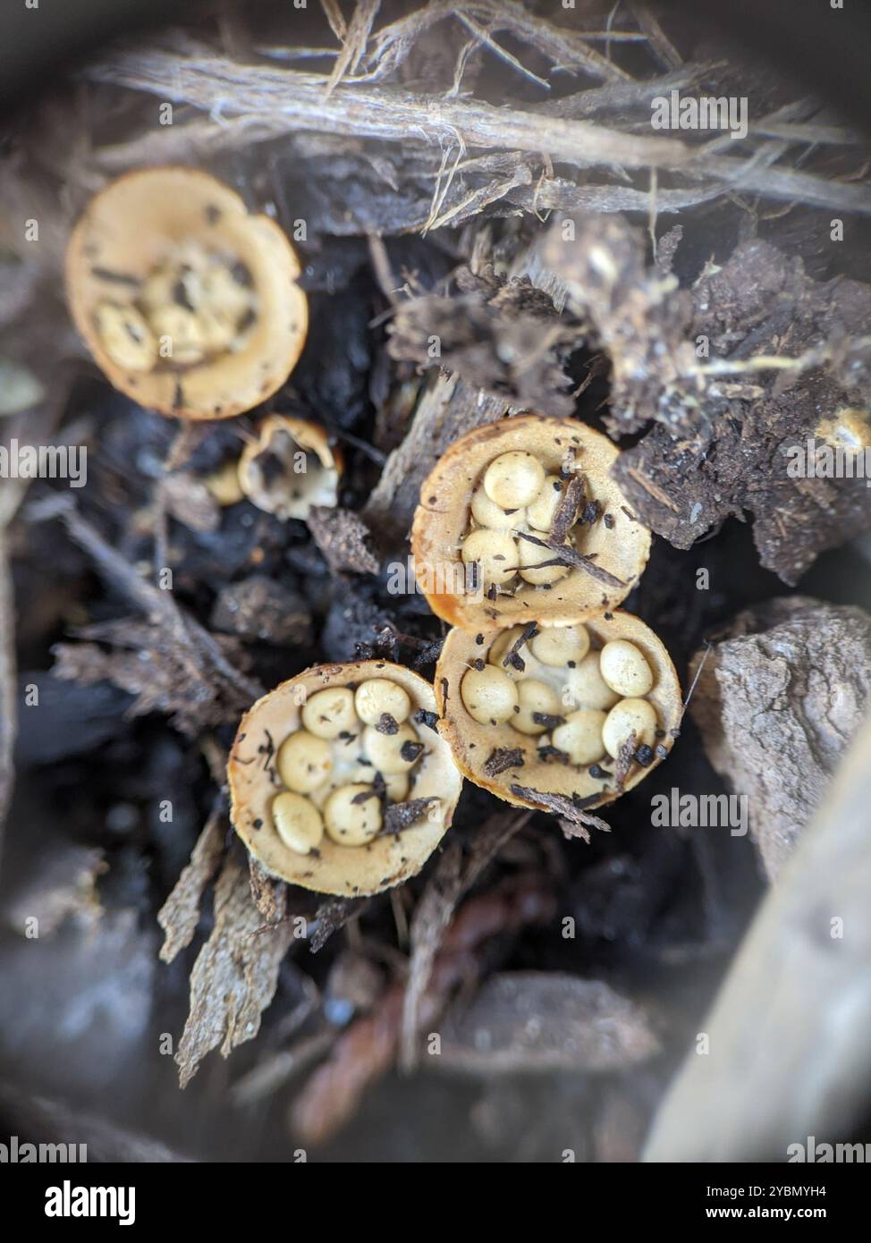 common bird's nest fungus (Crucibulum laeve) Fungi Stock Photo - Alamy