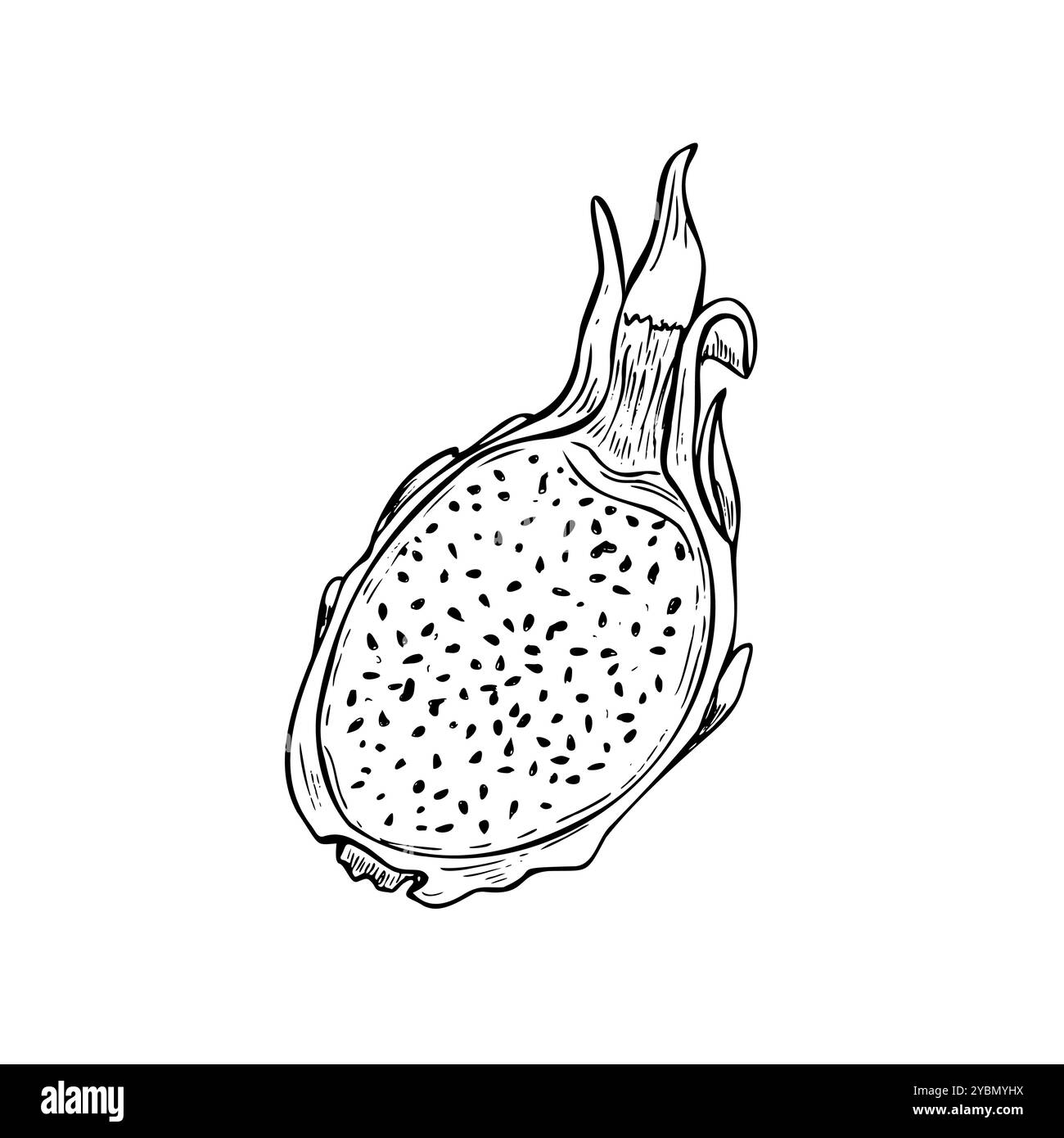 Monochrome half pitaya dragon fruit graphic black white sketch ...