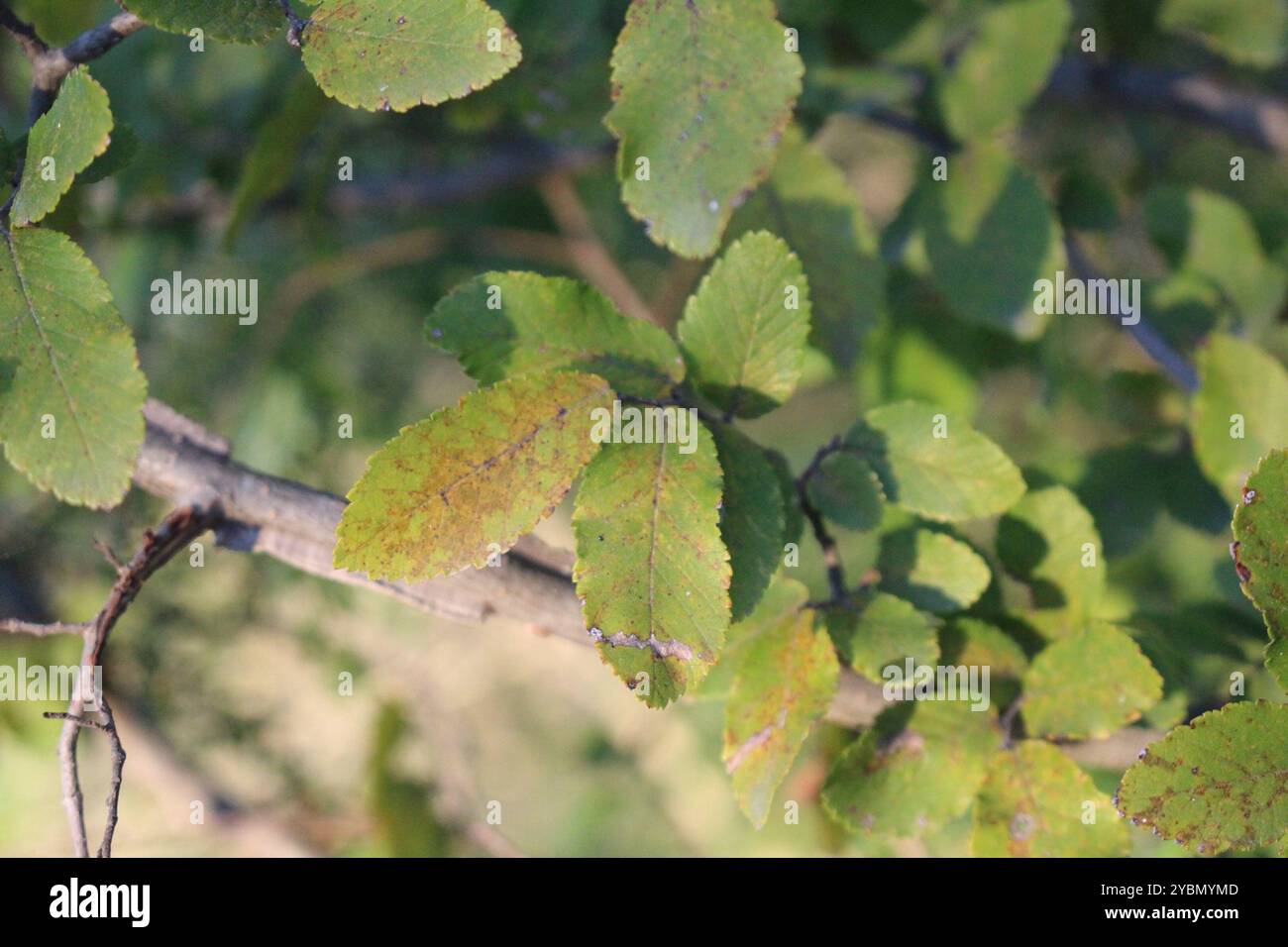 Cedar Elm (Ulmus crassifolia) Plantae Stock Photo - Alamy