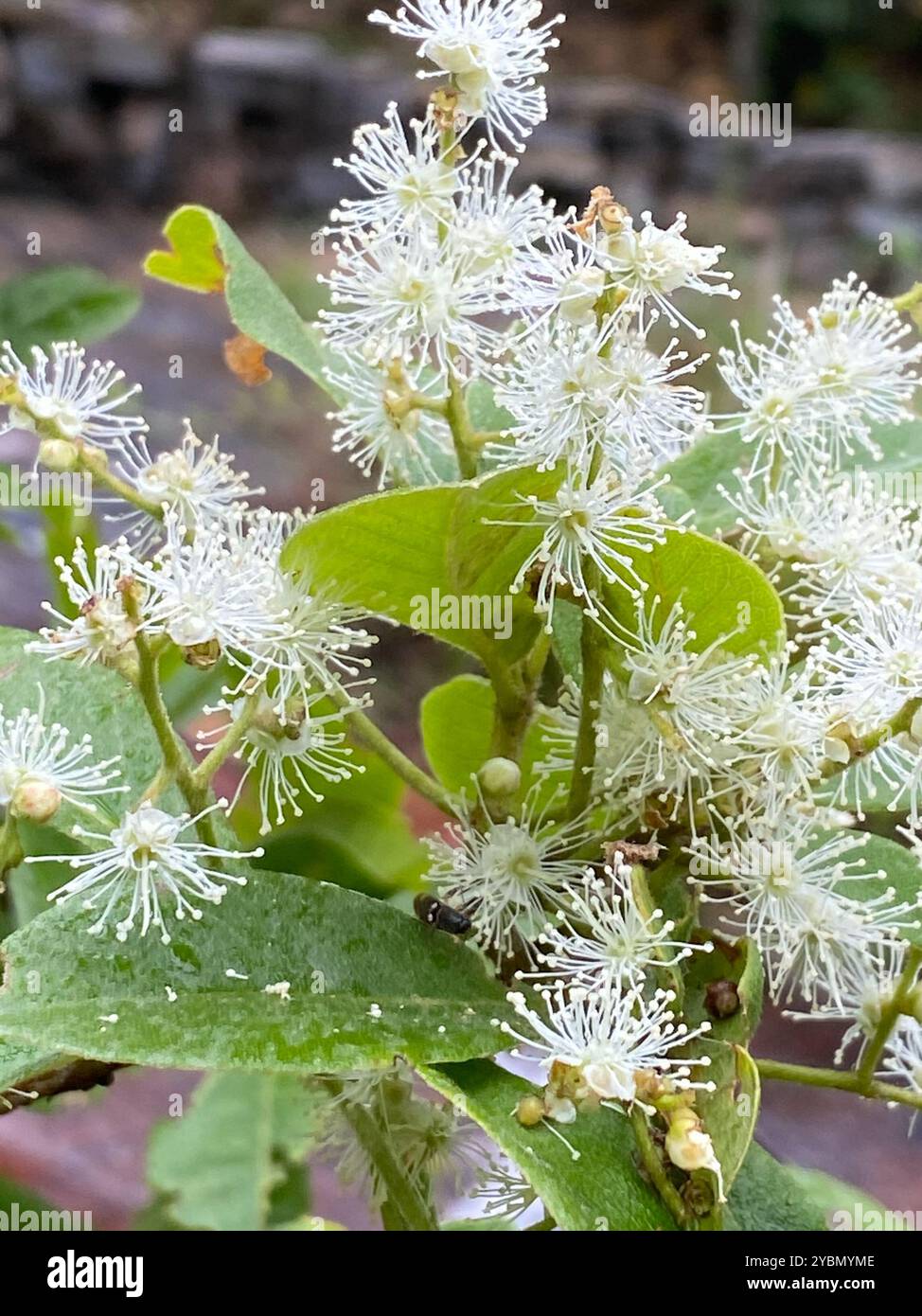 vascular plants (Tracheophyta) Plantae Stock Photo - Alamy