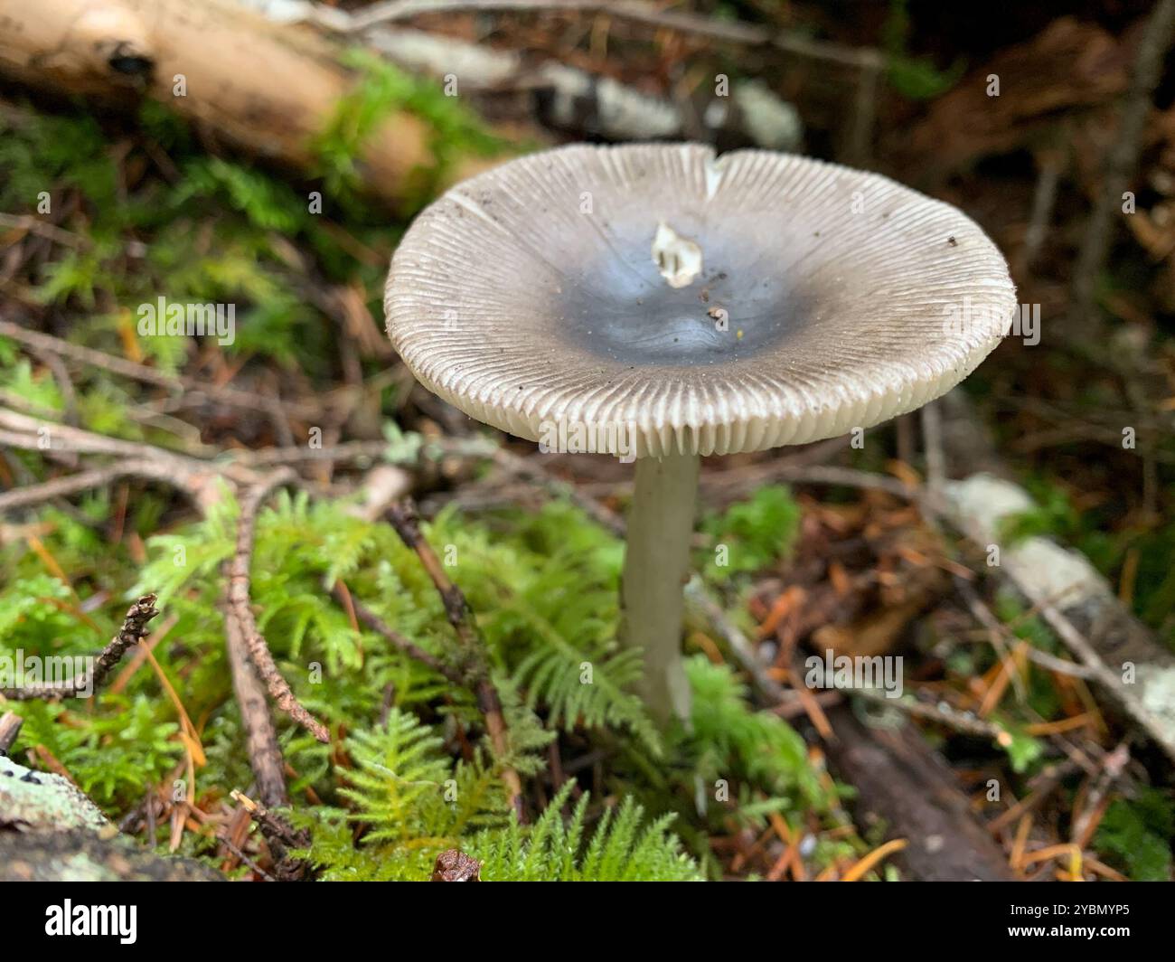 Western Grisette (Amanita pachycolea) Fungi Stock Photo - Alamy