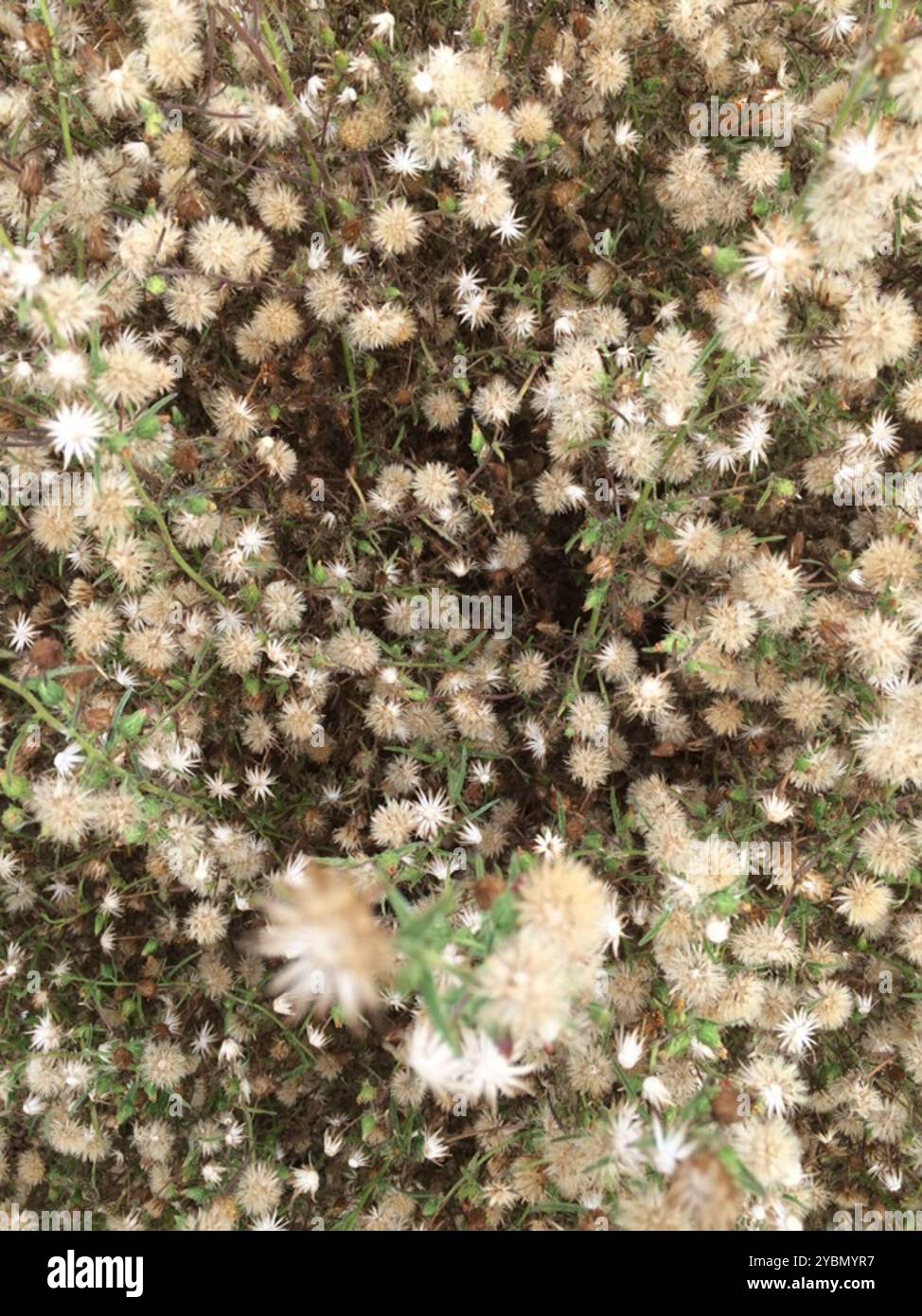 Stinkwort (Dittrichia graveolens) Plantae Stock Photo - Alamy