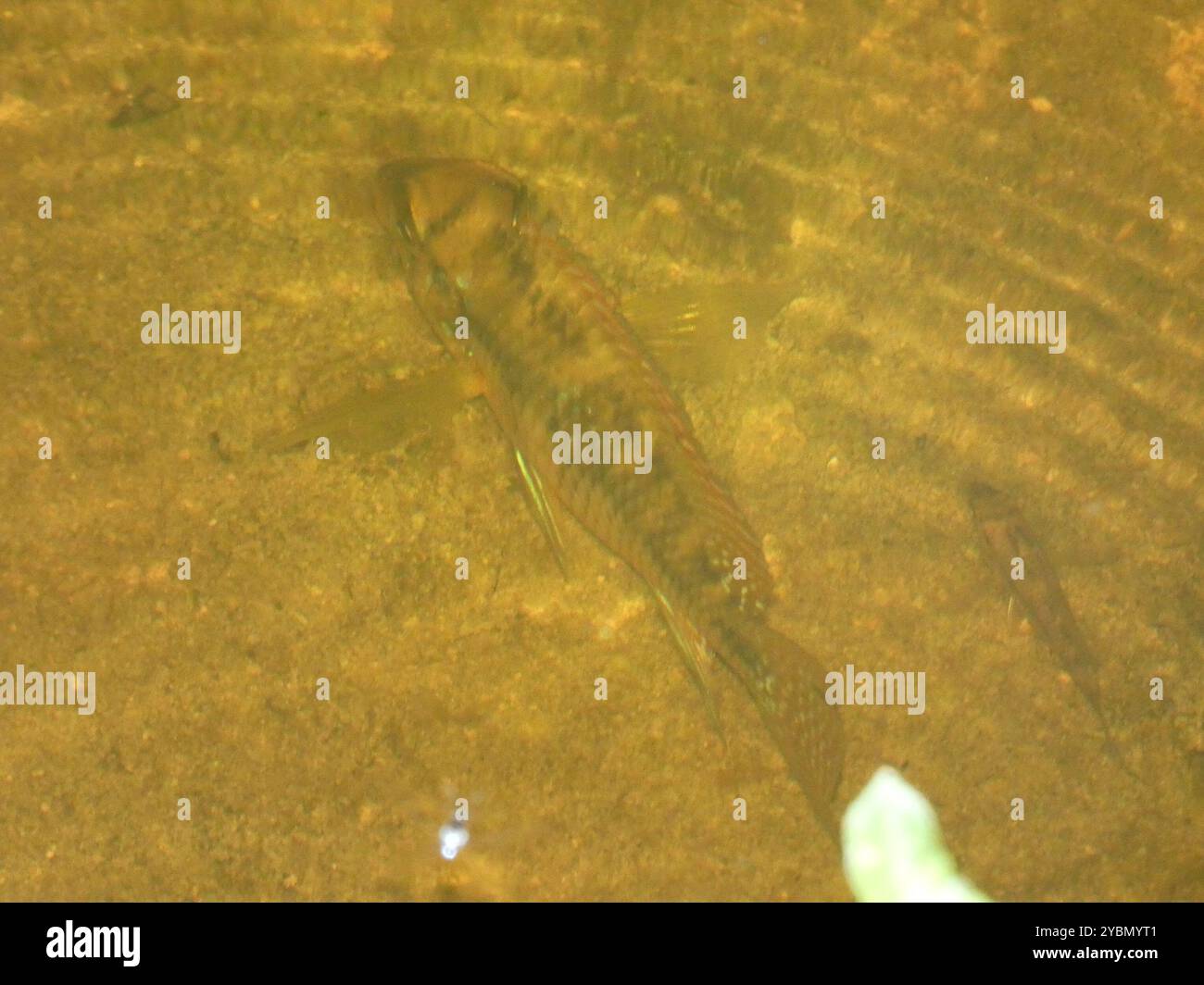 Pearl Cichlid (Geophagus brasiliensis) Actinopterygii Stock Photo - Alamy