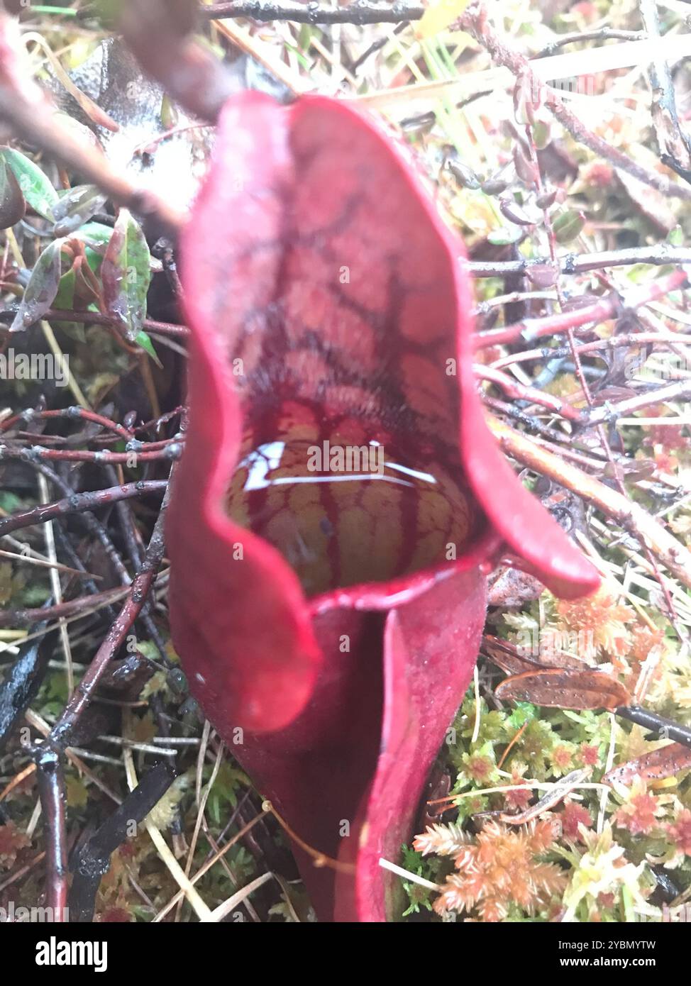 northern purple pitcher plant (Sarracenia purpurea purpurea) Plantae ...