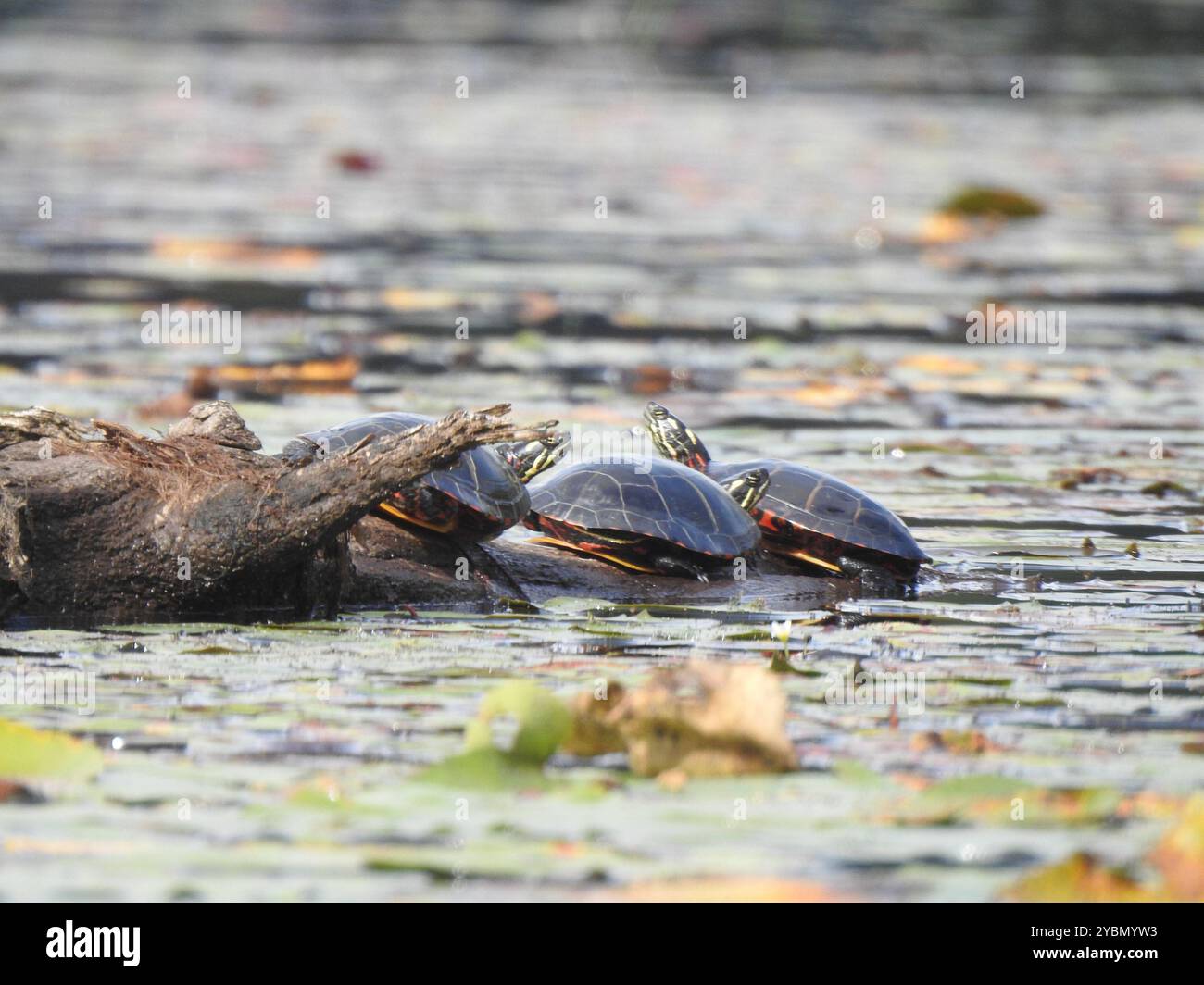 Eastern Painted Turtle (Chrysemys picta picta) Reptilia Stock Photo - Alamy
