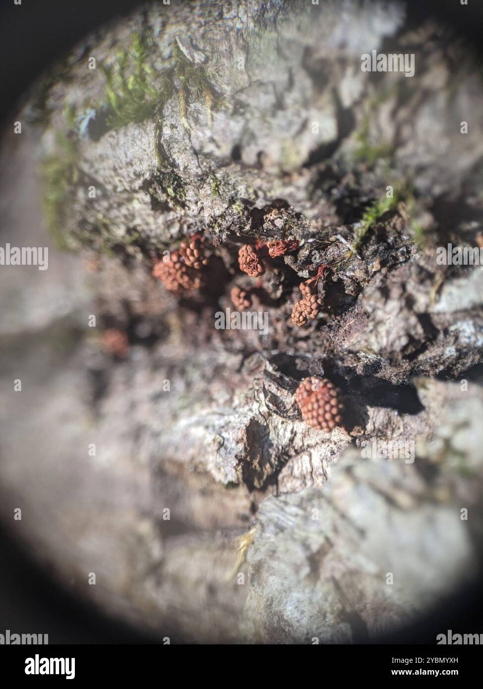 Wasp's Nest Slime Mold (Metatrichia vesparia) Protozoa Stock Photo - Alamy