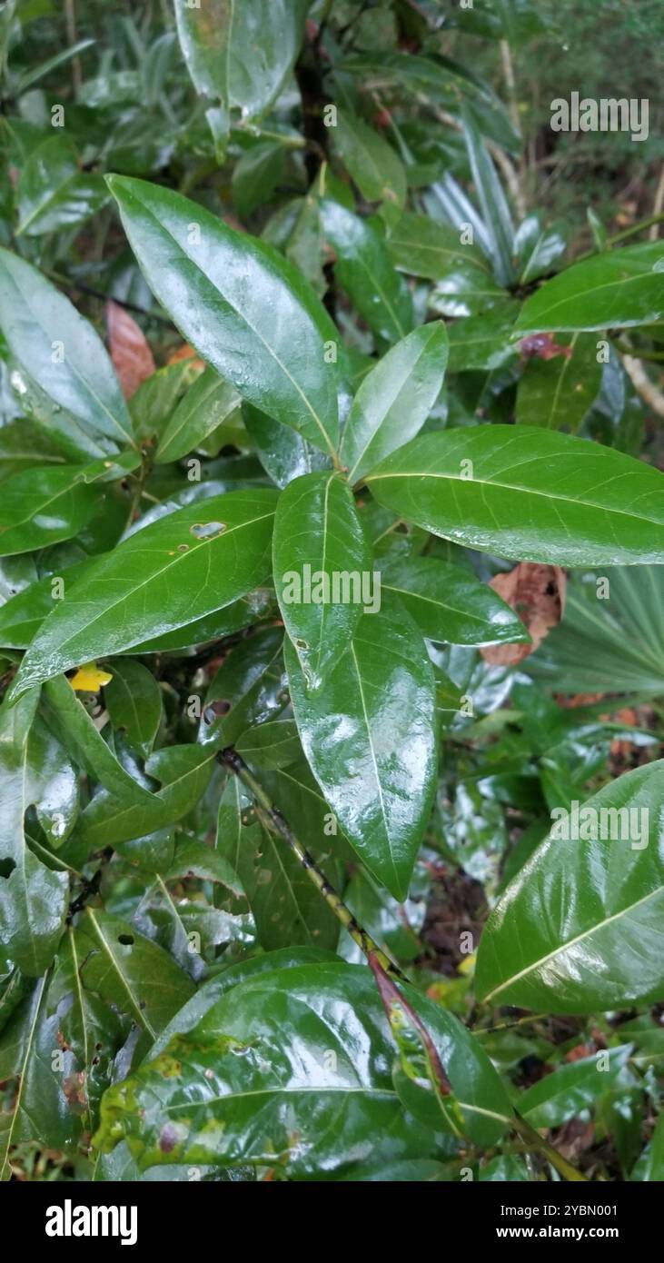 Swamp Bay (Persea palustris) Plantae Stock Photo - Alamy