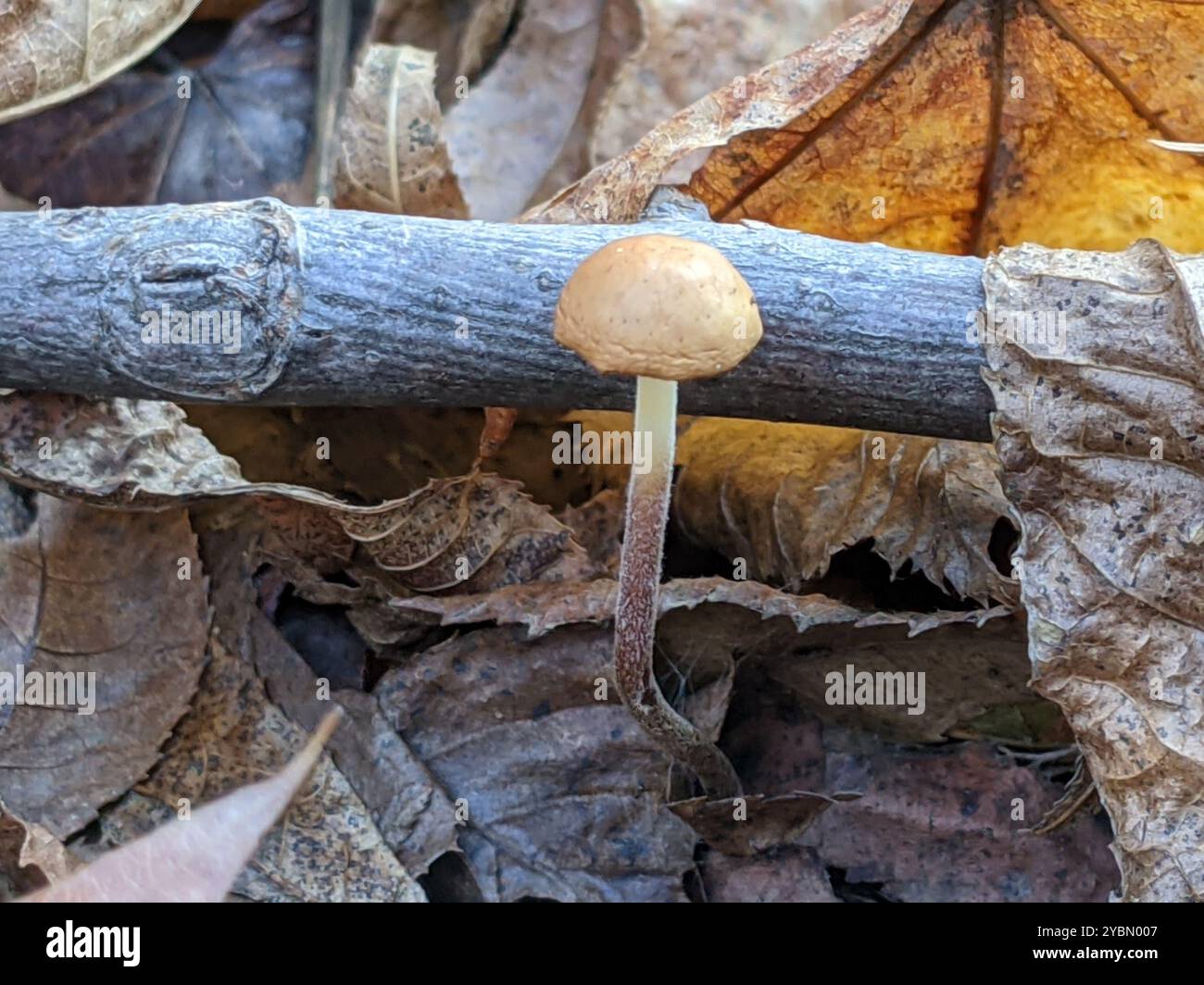 Hairy Long Stem Marasmius (Rhizomarasmius pyrrhocephalus) Fungi Stock ...